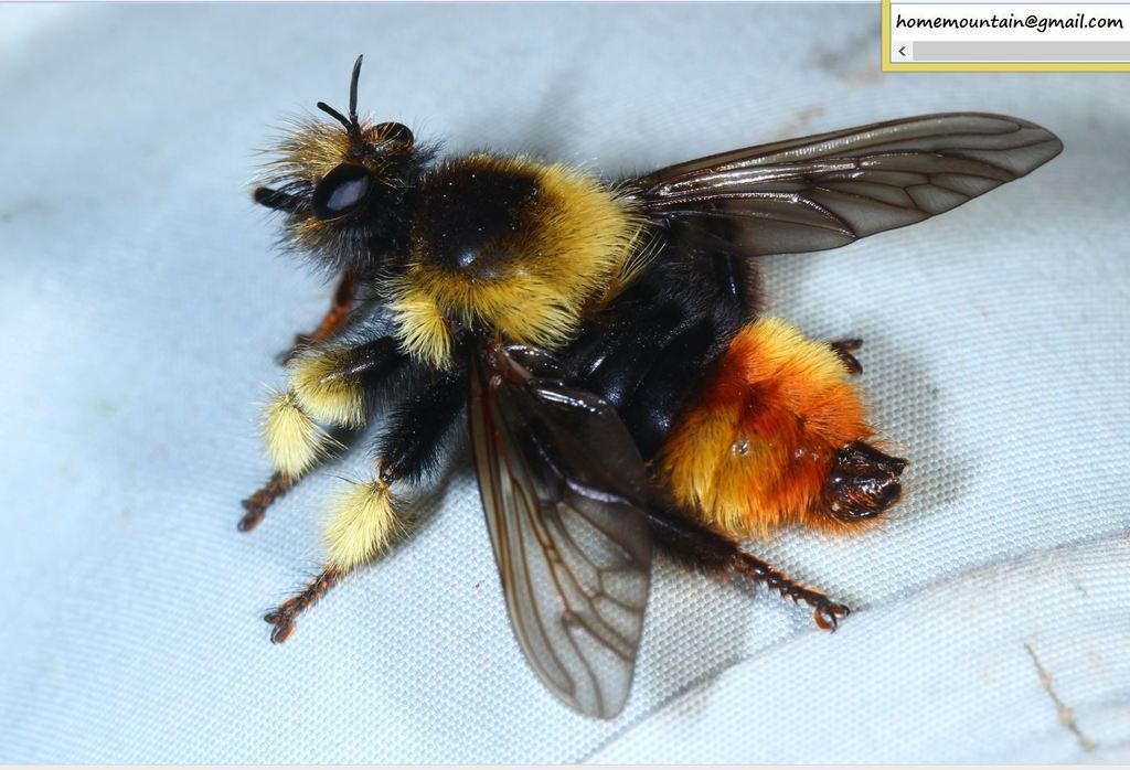 Bee-mimic Robber Flies in May 2020 by Home Mountain. m. · iNaturalist