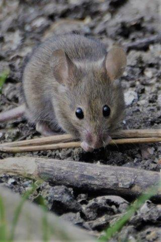 Typical Old World Mice (Murini) - Know Your Mammals