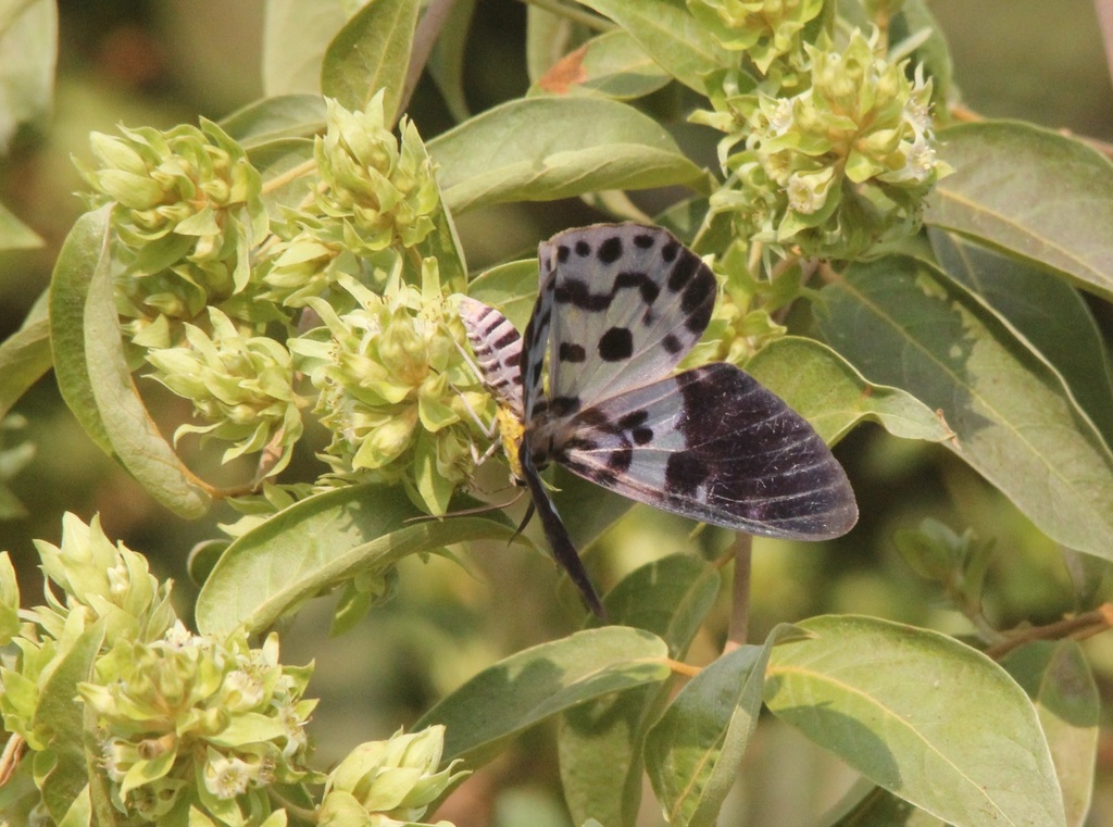 Blue Tiger Moth from Kodavoor, Malpe, Karnataka 576108, India on ...