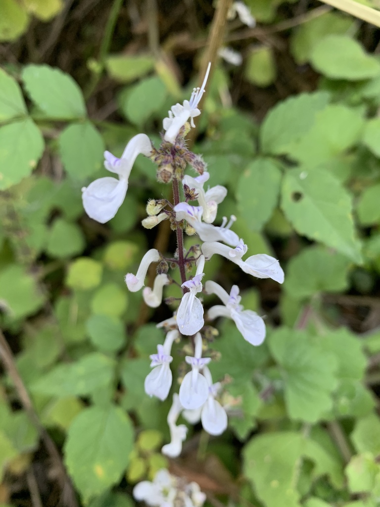 Thicket Spurflower from N4, MP, ZA on May 25, 2020 at 07:48 AM by Troos ...