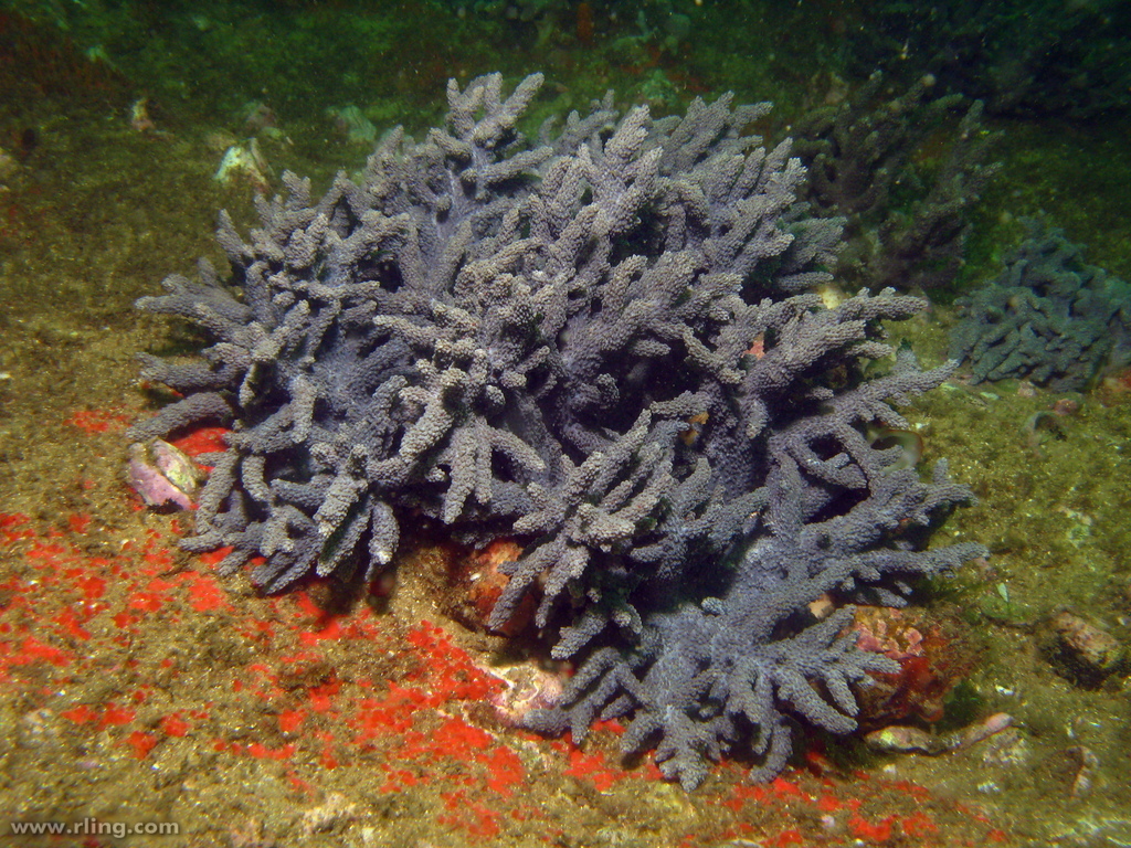 Capnella gaboensis (Corals of Sydney, Australia) · iNaturalist