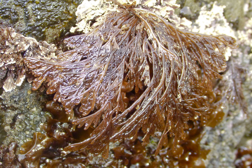 coarse sea lace (Multi-Agency Rocky Intertidal Network ) · iNaturalist