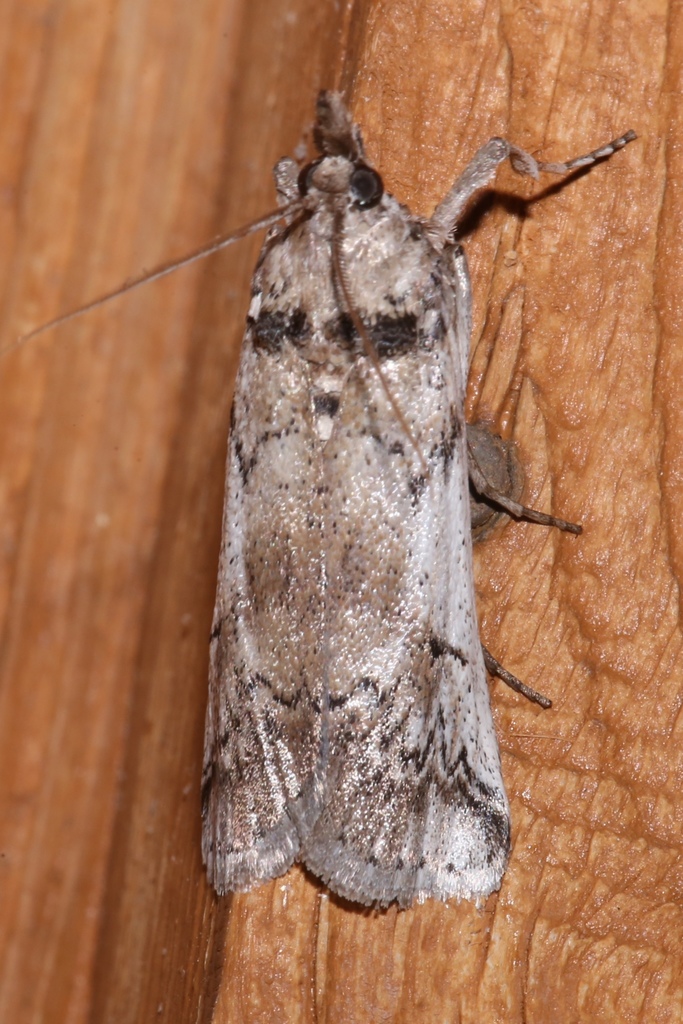 Cactus Moth from Alachua County, FL, USA on March 29, 2017 at 10:13 PM ...