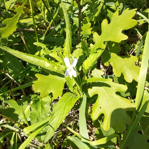 Viola vadimii · iNaturalist