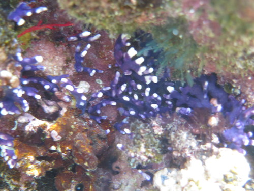 Distichopora violacea · iNaturalist