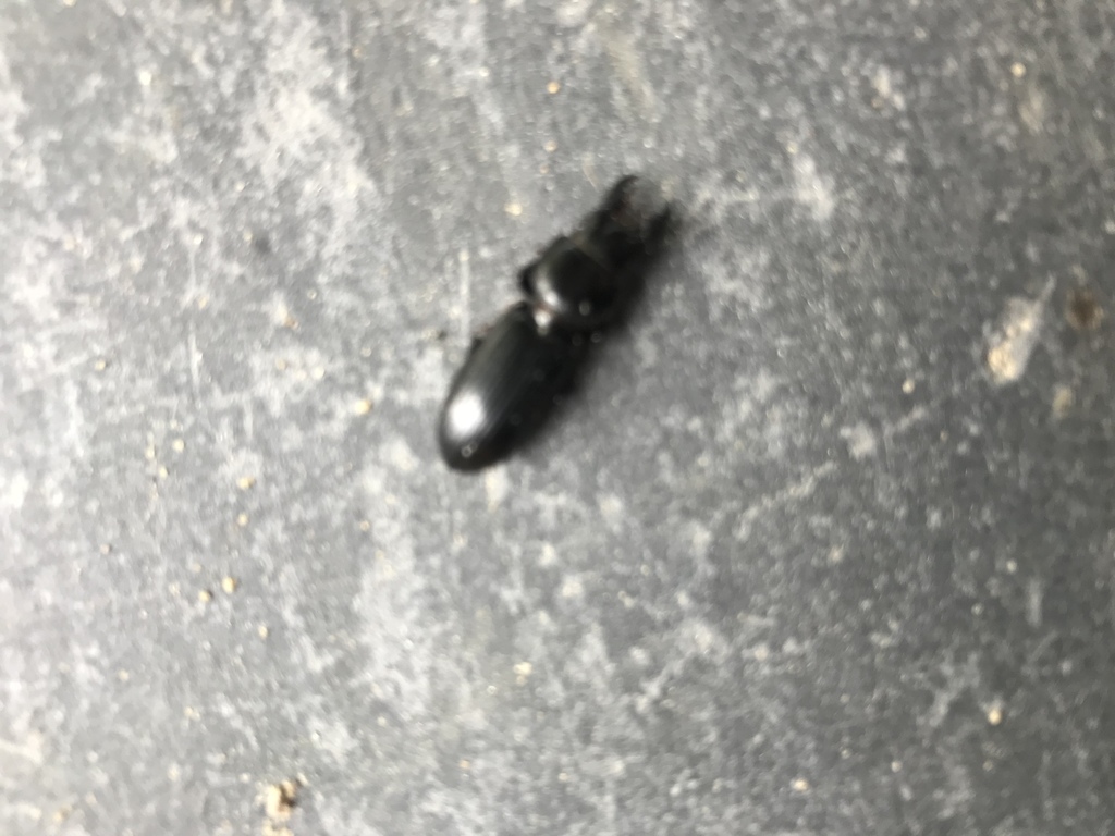 Big-headed Ground Beetle from Belle Isle, Detroit, MI, US on May 27 ...