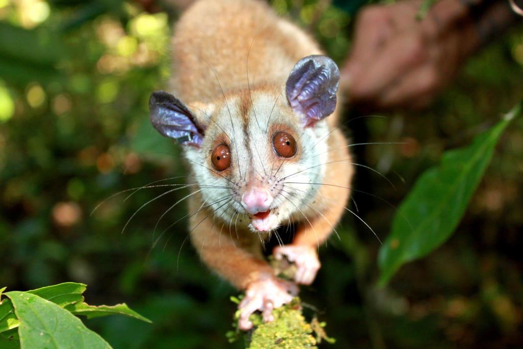Brown-eared Woolly Opossum from Brasília, DF, Brasil on June 13, 2012 ...