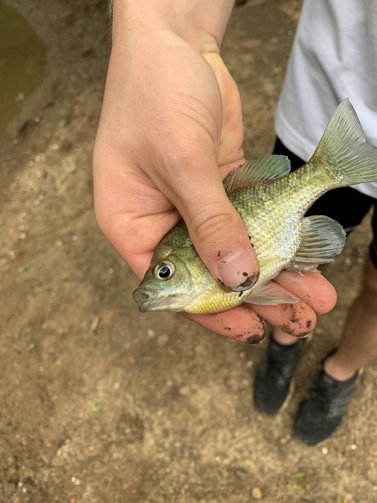 Bluegill from Grapevine, TX, US on May 21, 2020 at 01:18 PM by ...