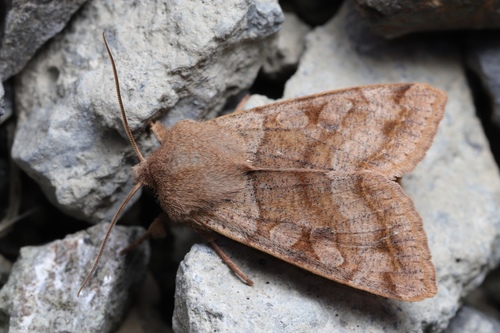 Orthosia aoyamensis · iNaturalist United Kingdom