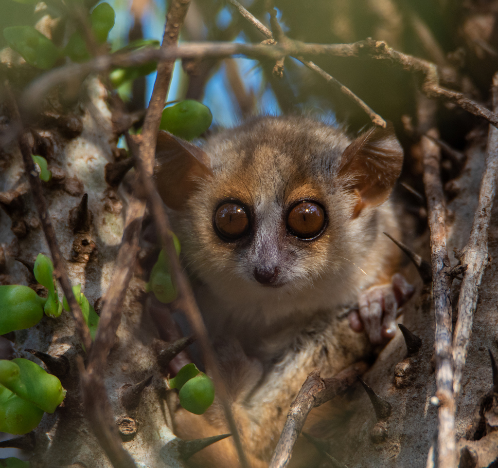 Mouse Lemurs (Microcebus) - Know Your Mammals
