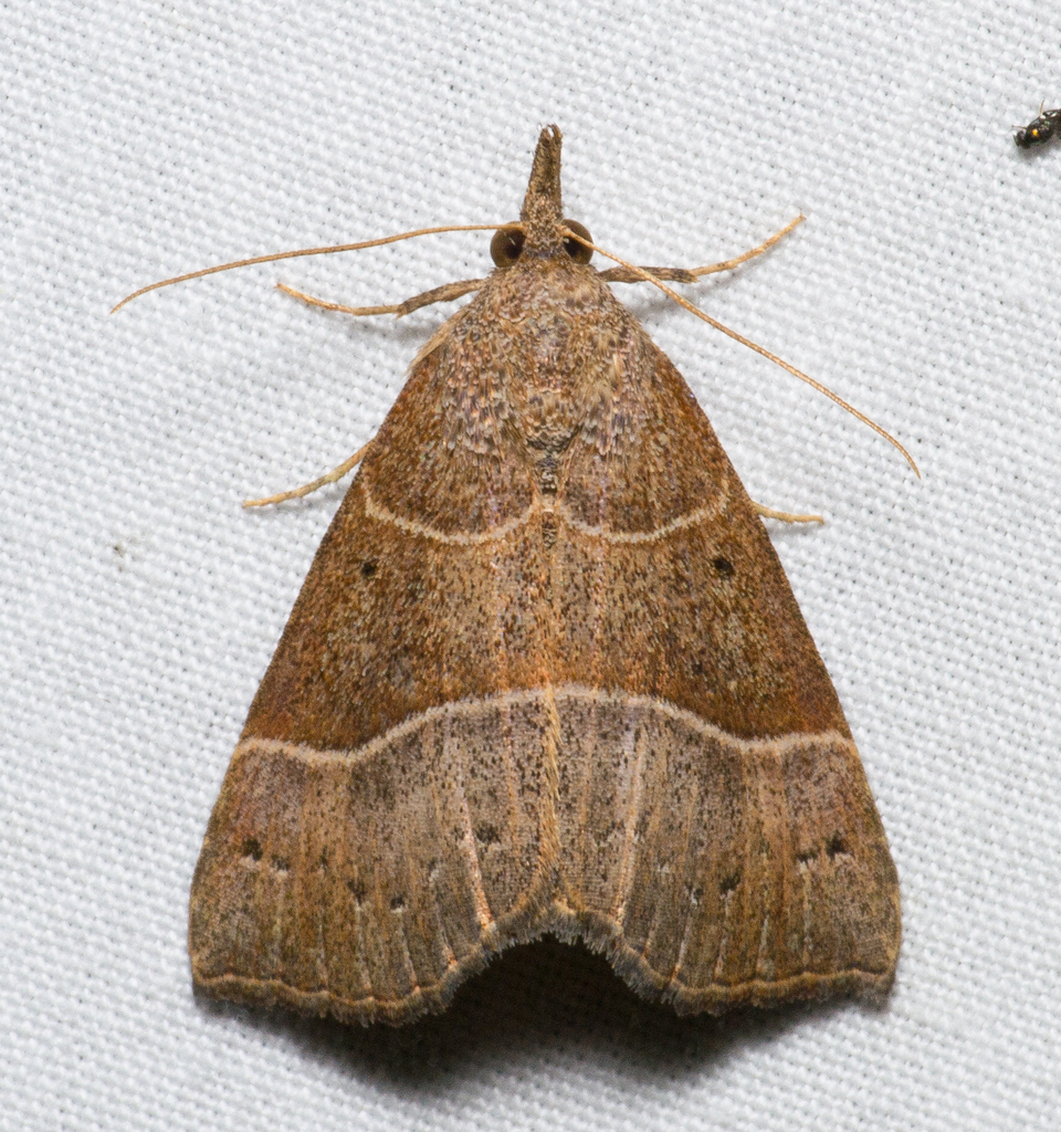 Deceptive Snout (Lepidopterans of Appalachia) · iNaturalist
