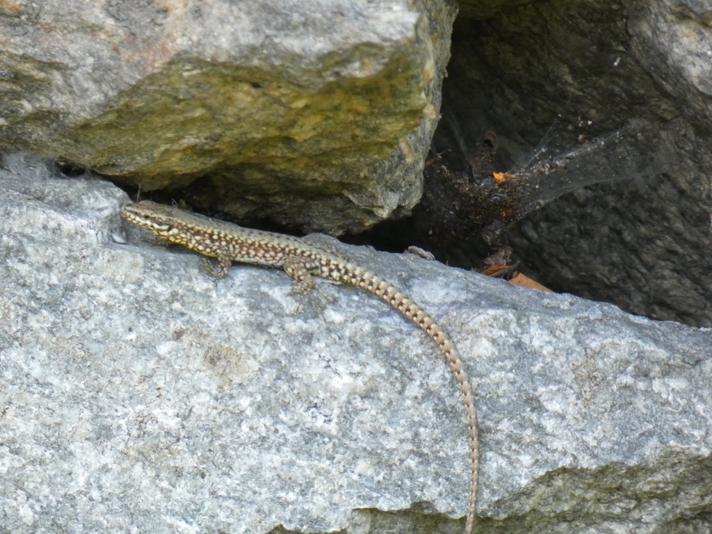 Common Wall Lizard in May 2020 by bferrero · iNaturalist