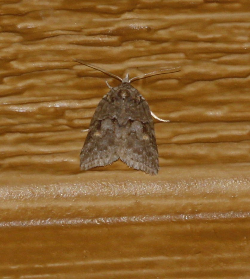 Eastern Black-headed Budworm Moth from Le Rocher-Percé, QC, Canada on ...