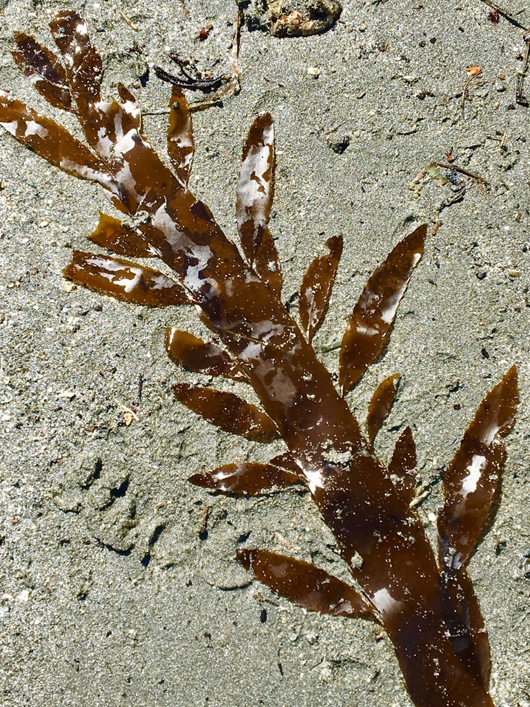 Desmarestia herbacea (Marine Botany of Washington) · iNaturalist