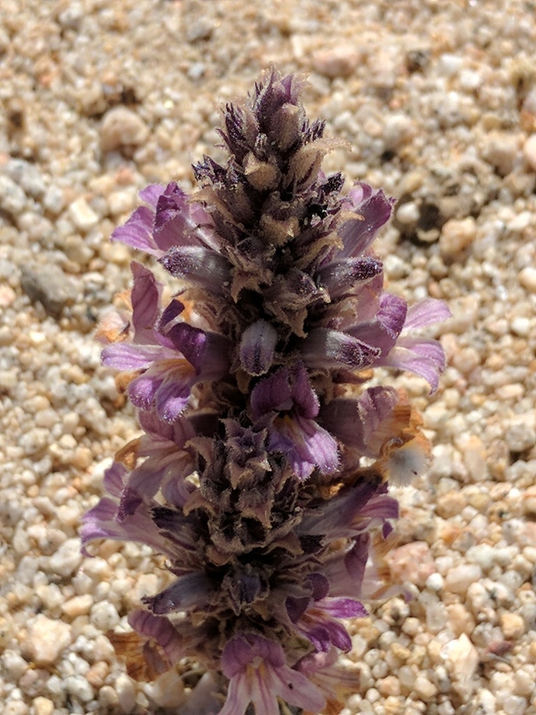 desert broomrape (Aphyllon cooperi) - Botanical Realm