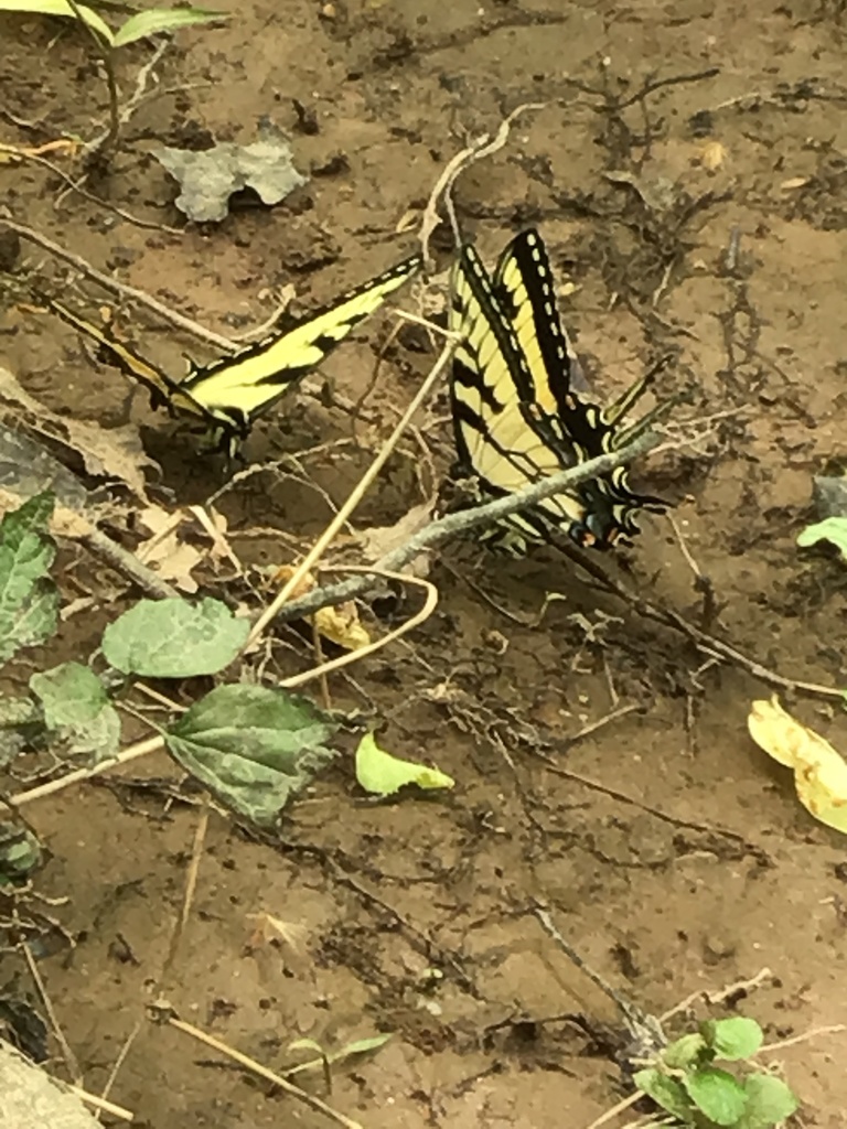 Eastern Tiger Swallowtail from WV-5, Glenville, WV, US on May 27, 2020 ...