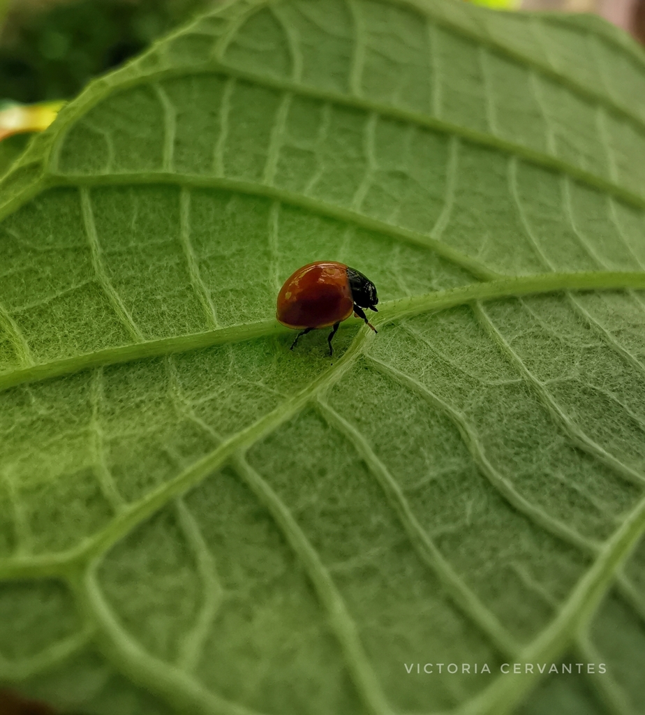 Lady Beetles from Cataluña II, Playa del Carmen, Q.R., México on May 19 ...