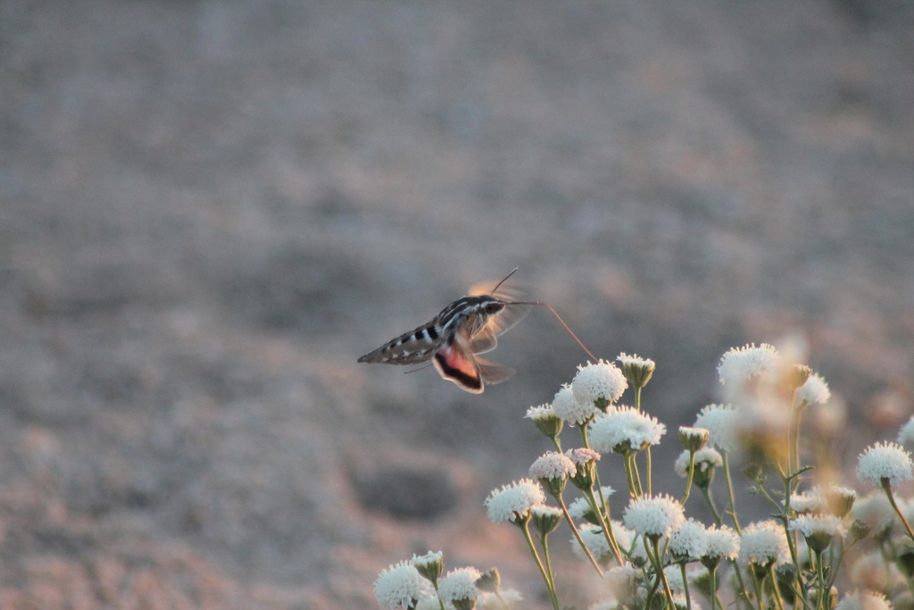 White-lined Sphinx from California, USA on April 22, 2017 at 06:30 PM ...