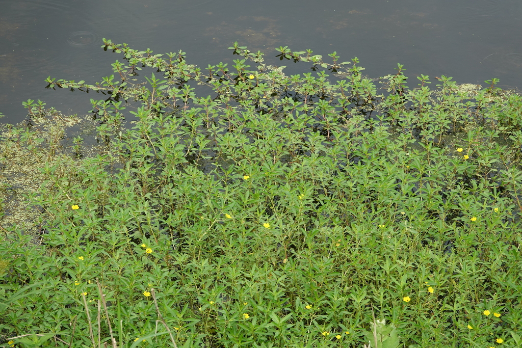 floating primrose-willow from Sarasota County, FL, USA on May 27, 2020 ...