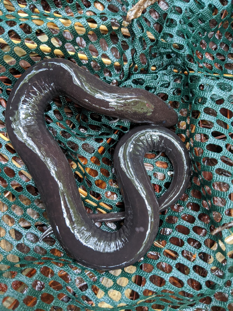 Two-toed Amphiuma from Craven County, NC, USA on May 21, 2020 at 10:15 ...