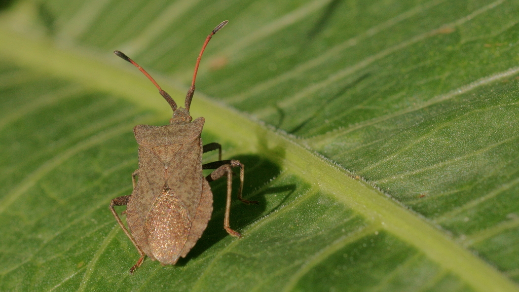 Dock Bug from toruński, Polska on May 27, 2020 at 03:39 PM by Andrzej ...