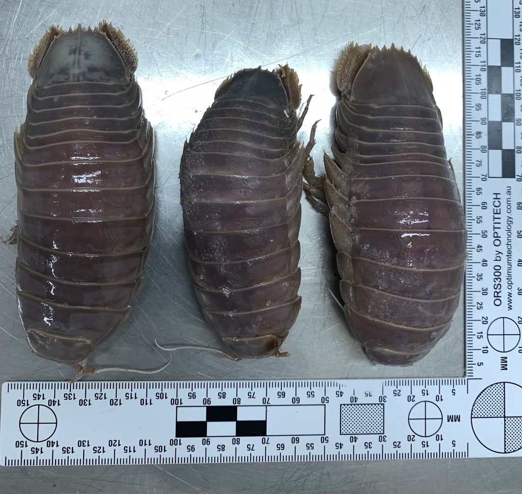 Fish-associated Isopods from Sydney NSW, Australia on May 27, 2020 at ...