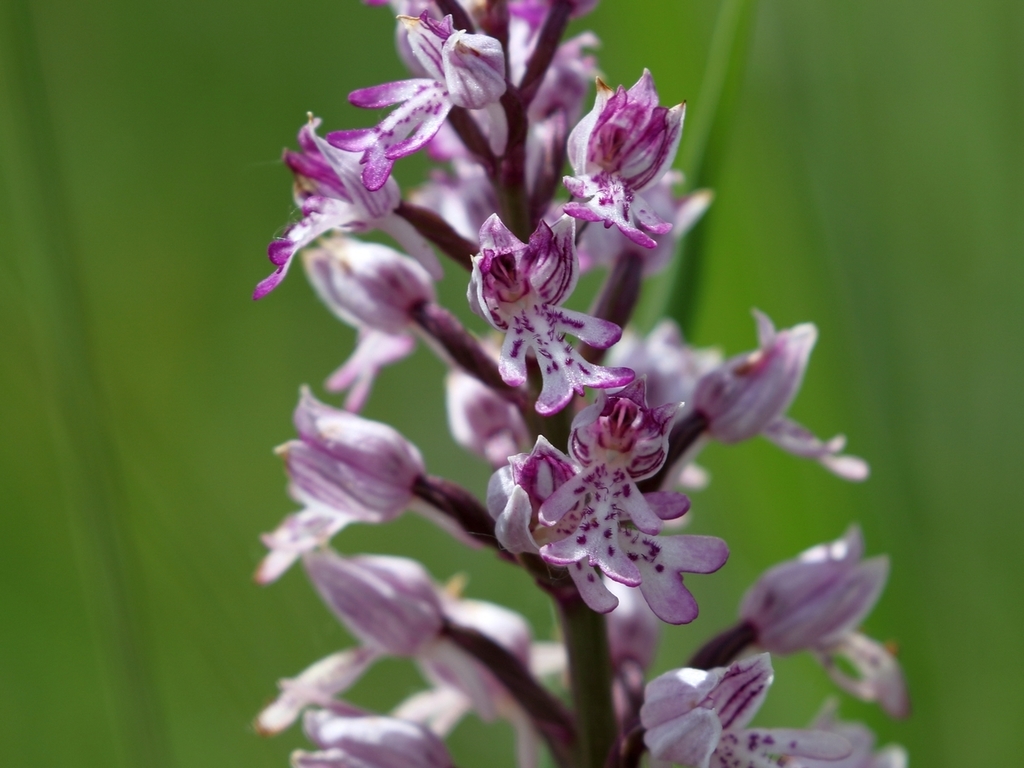 Military Orchid (Orchidaceae La Rioja) · iNaturalist