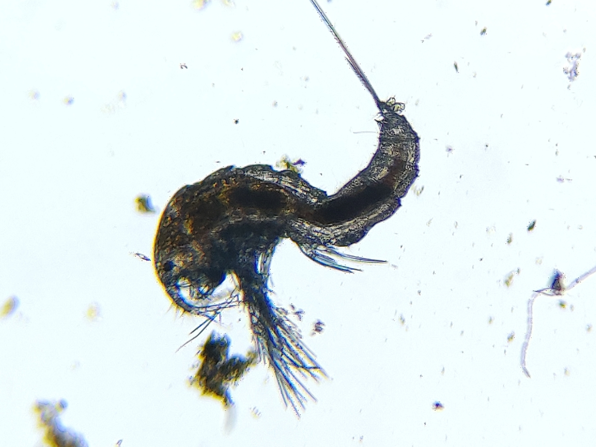 Canthocamptus Westwood, 1836