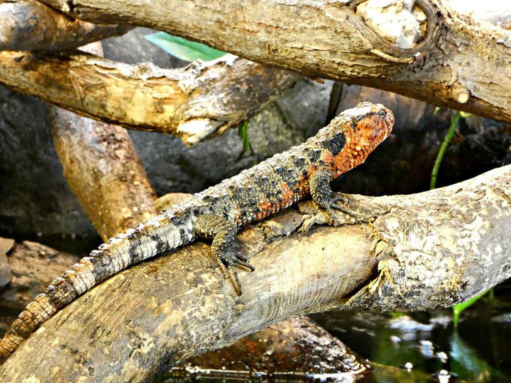 Crocodile Lizard