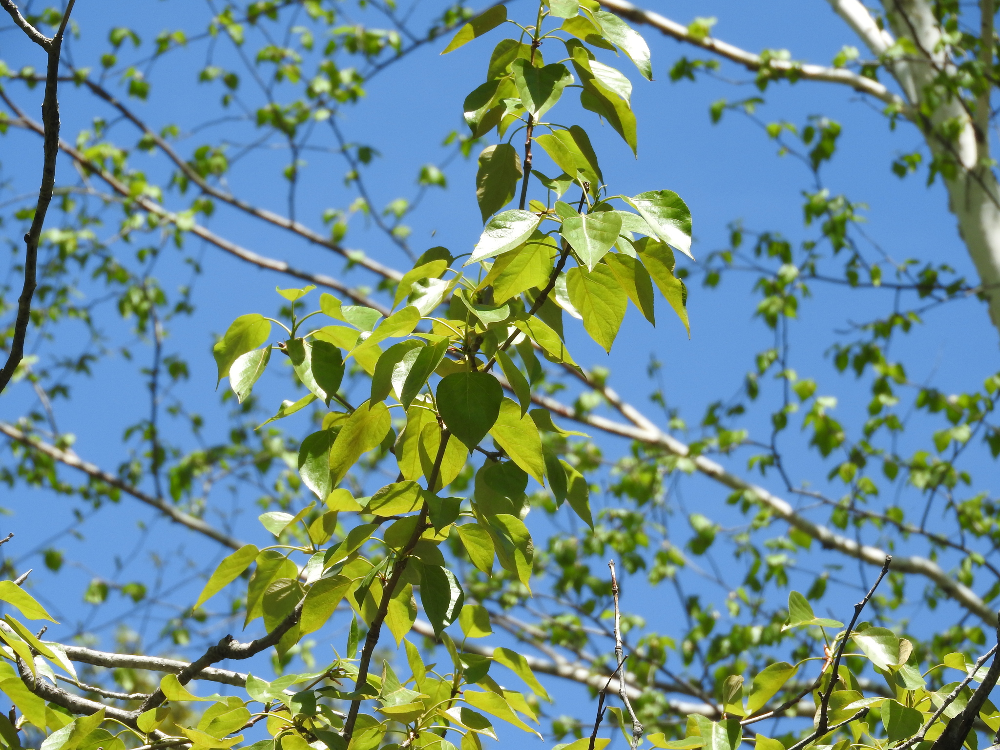 Populus ×jackii Sarg.