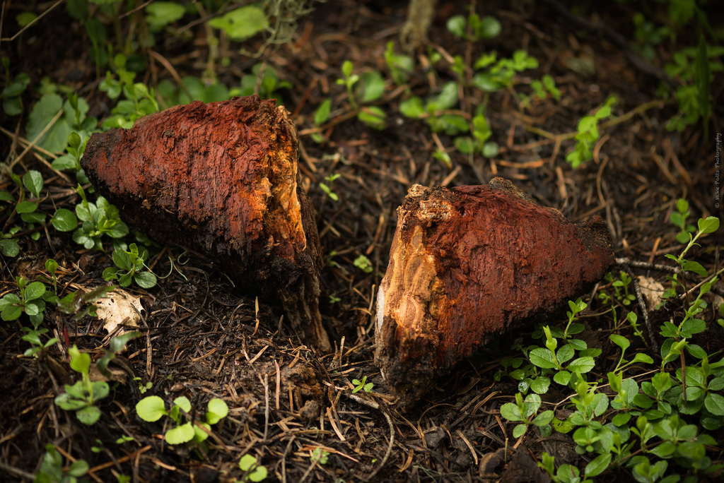 Indian paint fungus from Brown Mountain, Jackson Co., Oregon, USA on ...