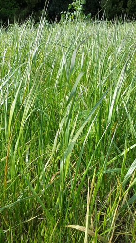 beardless wild rye (Native Grasses of Ring Mountain) · iNaturalist Mexico