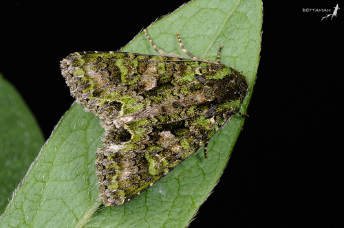 Genus Trachea · iNaturalist