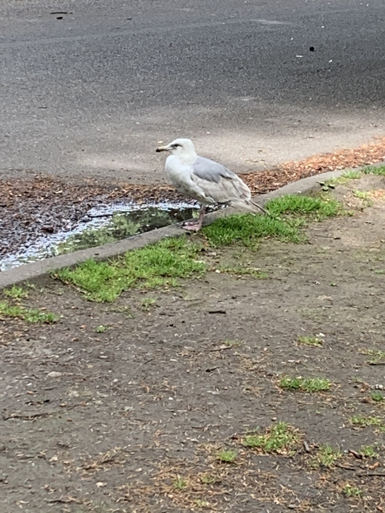 Large White-headed Gulls from Beacon Hill Park, Victoria, BC, CA on May ...