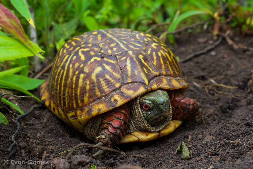 Ornate Box Turtle in May 2020 by evangrimes. Lifer! Male near base of ...