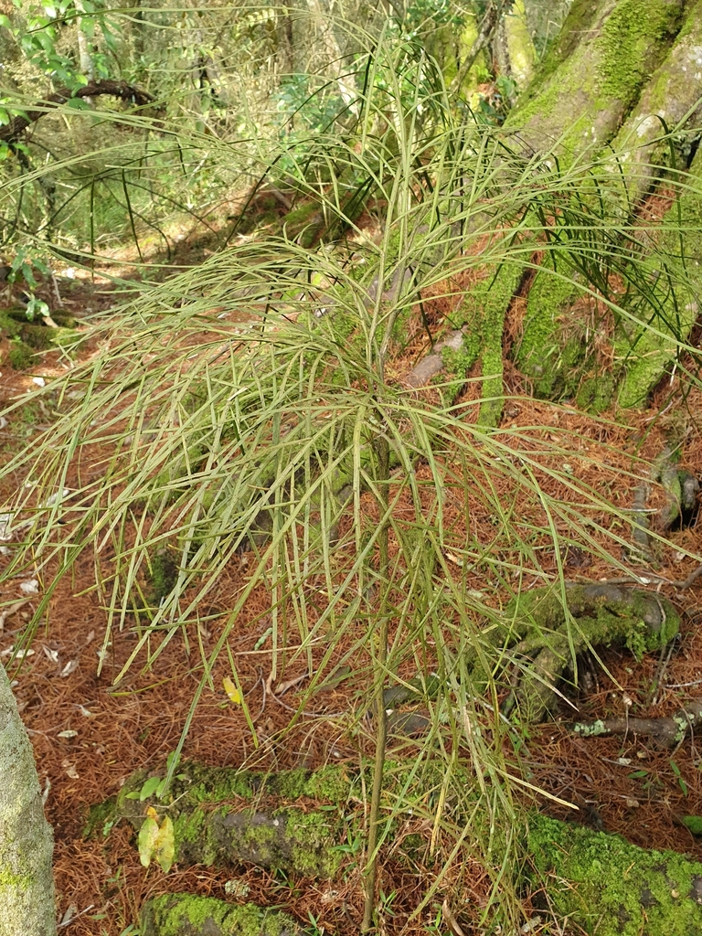 New Zealand common broom from Netherton, New Zealand on May 28, 2020 at ...