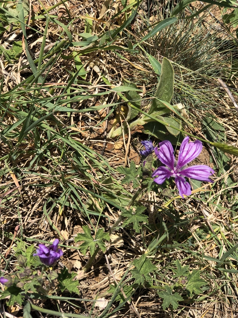 Malva erecta from Севастополь, Севастополь, RU on May 24, 2020 at 12:28 ...
