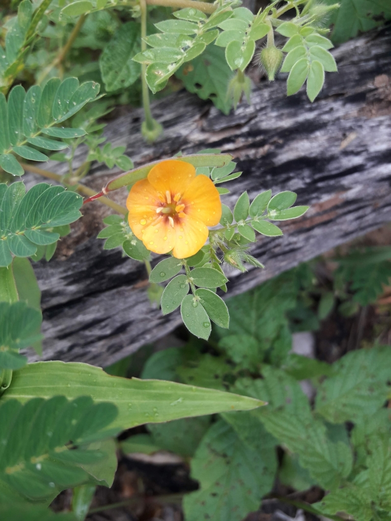 caltrops and ratanies (Zygophyllales) - Botanical Realm