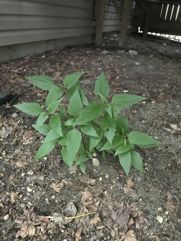 white snakeroot from Long Island, Massapequa, NY, US on May 27, 2020 at ...