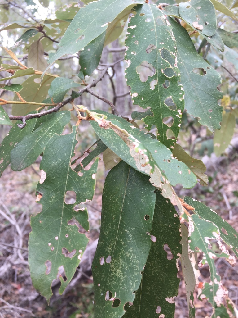 Red Ash from Ric Nattrass Environmental Park, Goodna, QLD, AU on May 28 ...