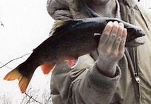 Splake from Cook County, MN, USA on September 7, 1990 by Jerry. Splake ...