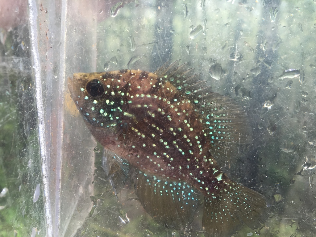 Blue-spotted Sunfish in May 2020 by leakyrotenonebarrel · iNaturalist