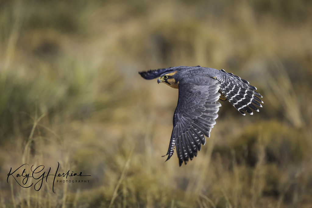 Aplomado Falcon from Torrance County, NM, USA on November 17, 2018 at ...