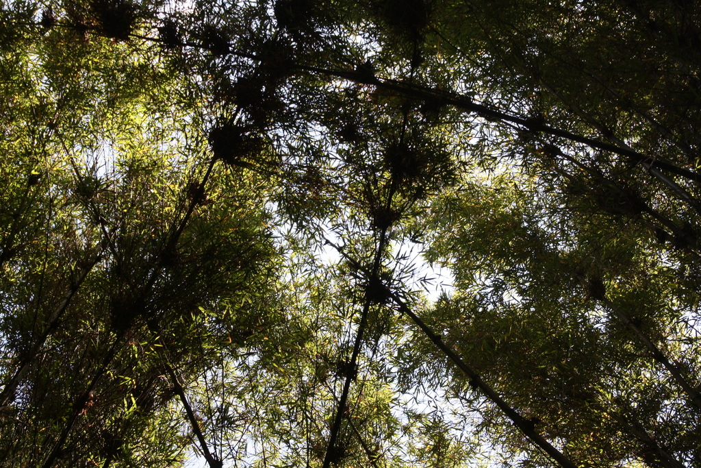 Oldeania alpina from kinigi, Ruhengeri, Rwanda on August 26, 2013 at 08 ...