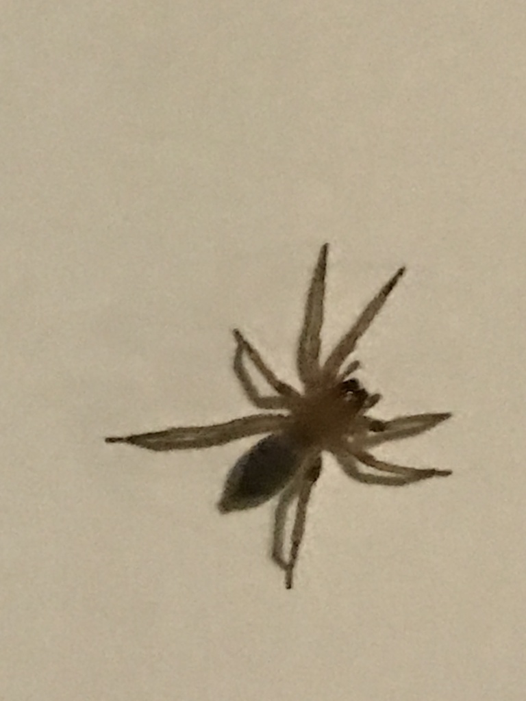 Sac Spiders from Long Island, Massapequa, NY, US on May 27, 2020 at 10:27 PM by Robert Levy ...