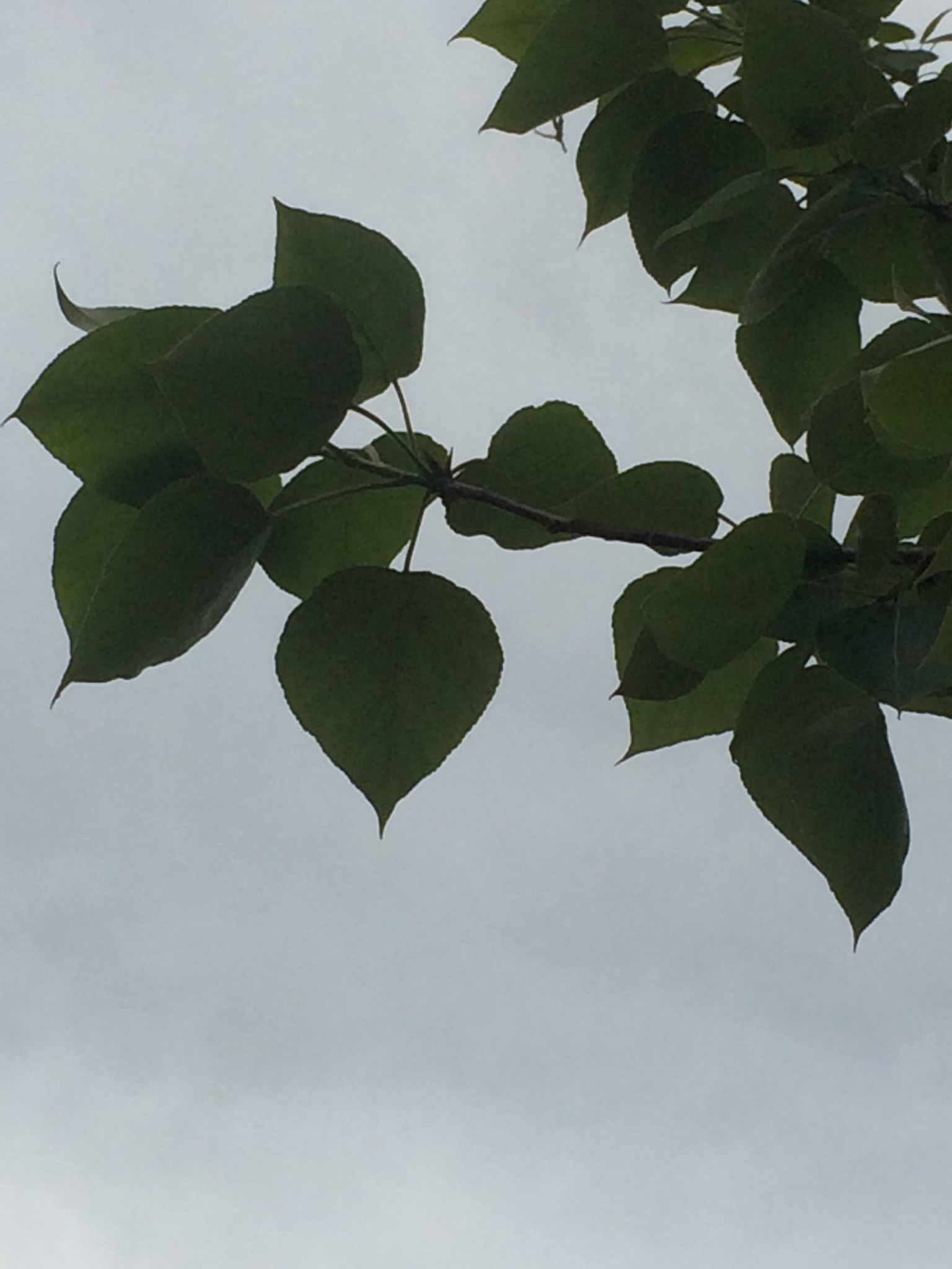 Populus ×jackii Sarg.