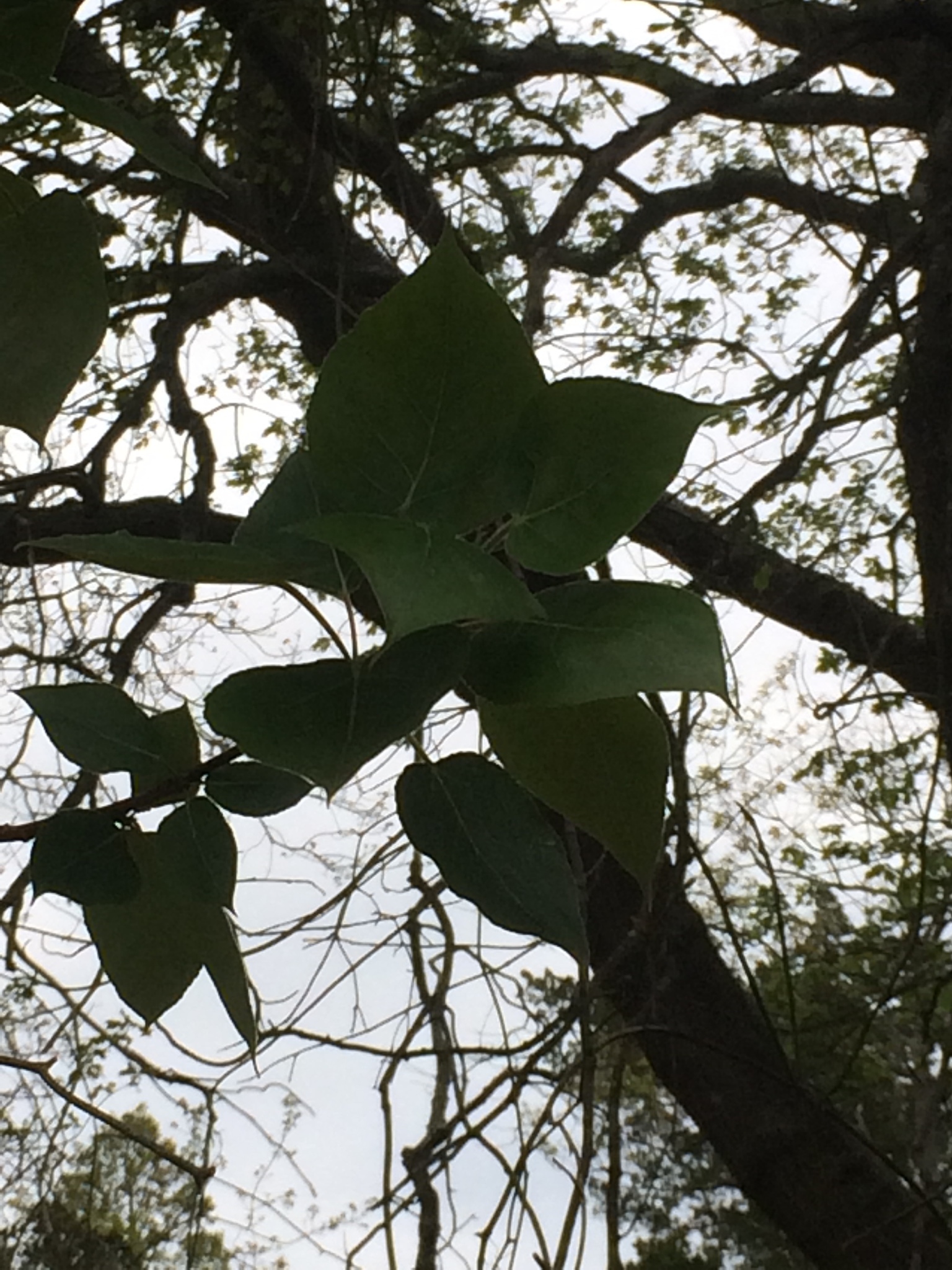 Populus ×jackii Sarg.