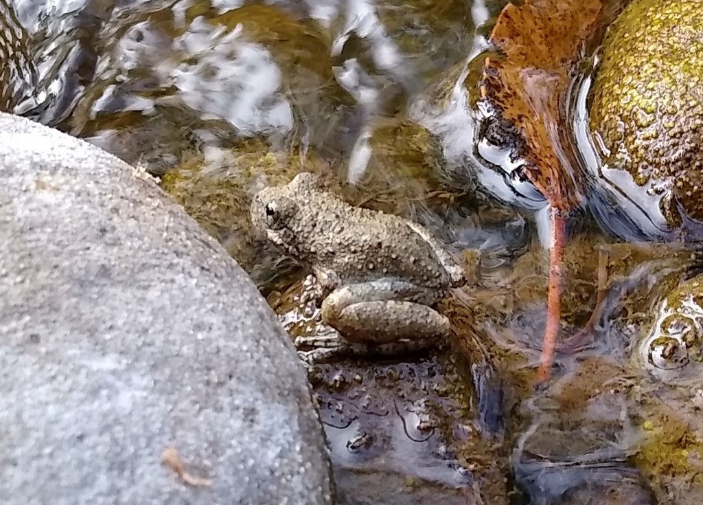 California Tree Frog from Santa Barbara, CA 93117, USA on May 27, 2020 ...