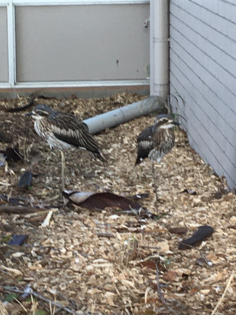 Bush Stone-curlew from Palm Beach, QLD, AU on May 28, 2020 at 02:37 PM ...