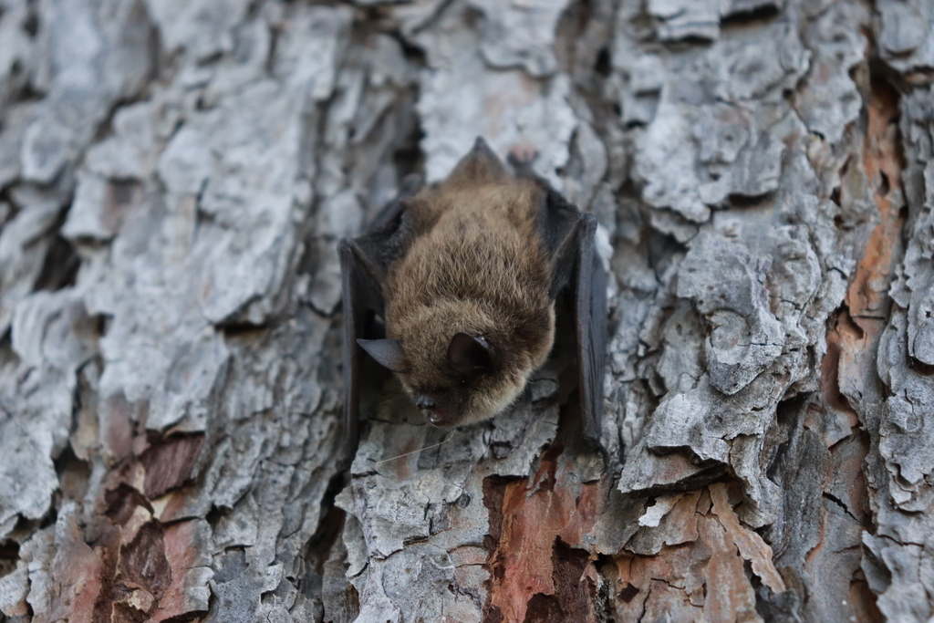 Little Brown Bat in May 2020 by likelichenalot. Shannon Lake · iNaturalist